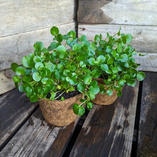 Watercress - Nasturtium officinale - Kalamunda Plant Company