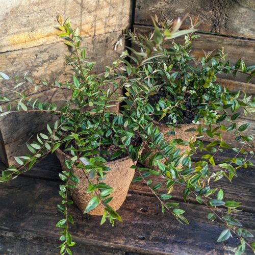Midyim Berry - Austromyrtus dulcis - Kalamunda Plant Company
