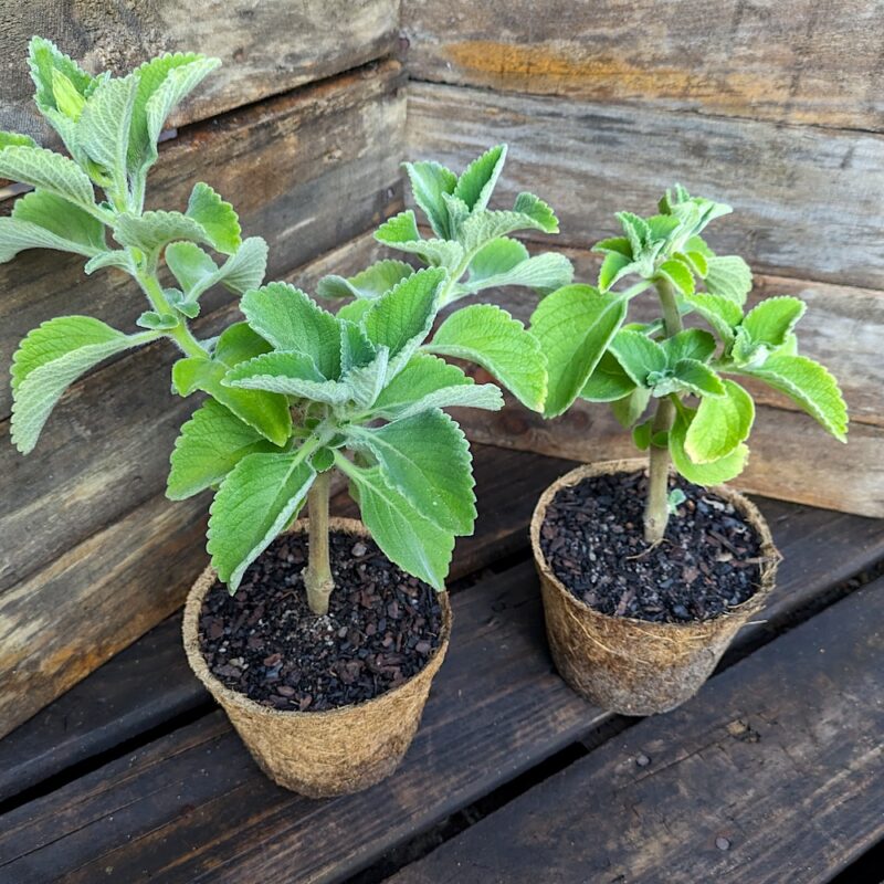 Indian Coleus - Coleus barbatus - Kalamunda Plant Company