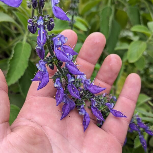 Indian Coleus - Coleus barbatus - Kalamunda Plant Company