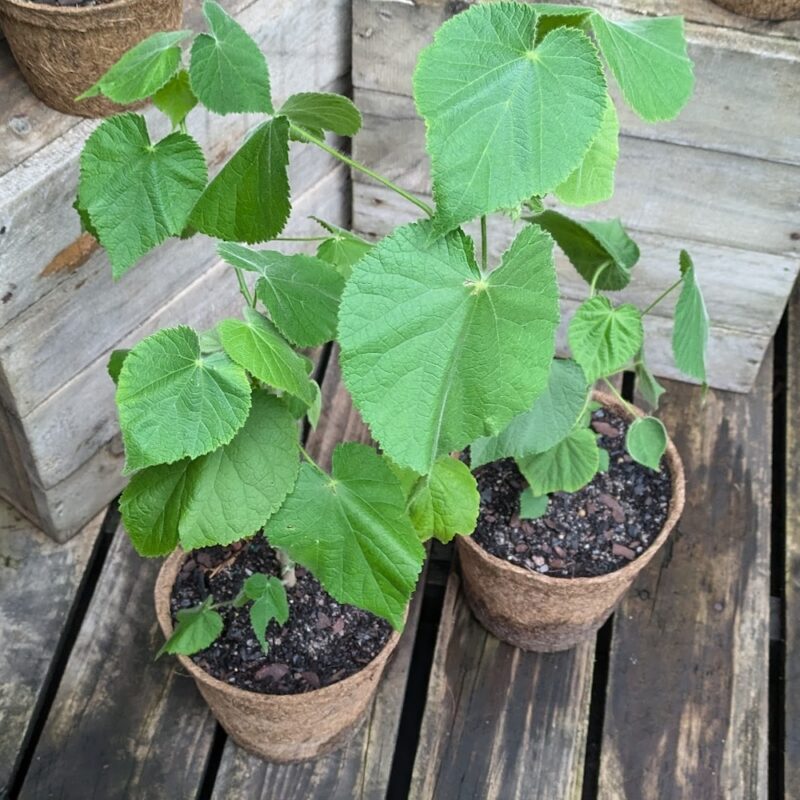 Indian Mallow - Abutilon indicum - Kalamunda Plant Company