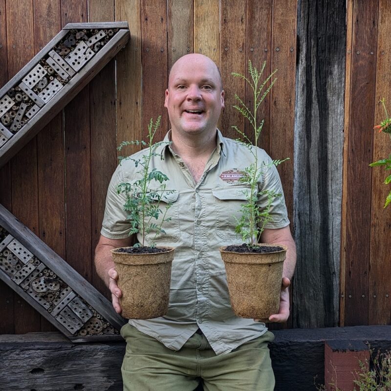 Cancer Bush - Sutherlandia frutescens - Kalamunda Plant Company