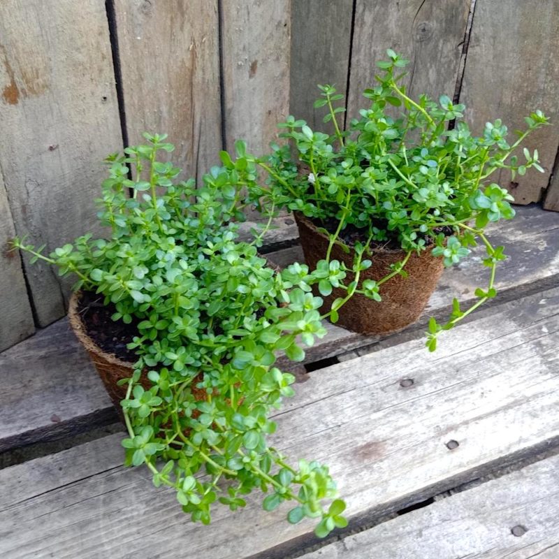 Brahmi - Bacopa monnieri - Kalamunda Plant Company