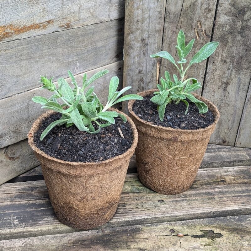 Greek Mountain Tea - Syderitis syriaca - Kalamunda Plant Company