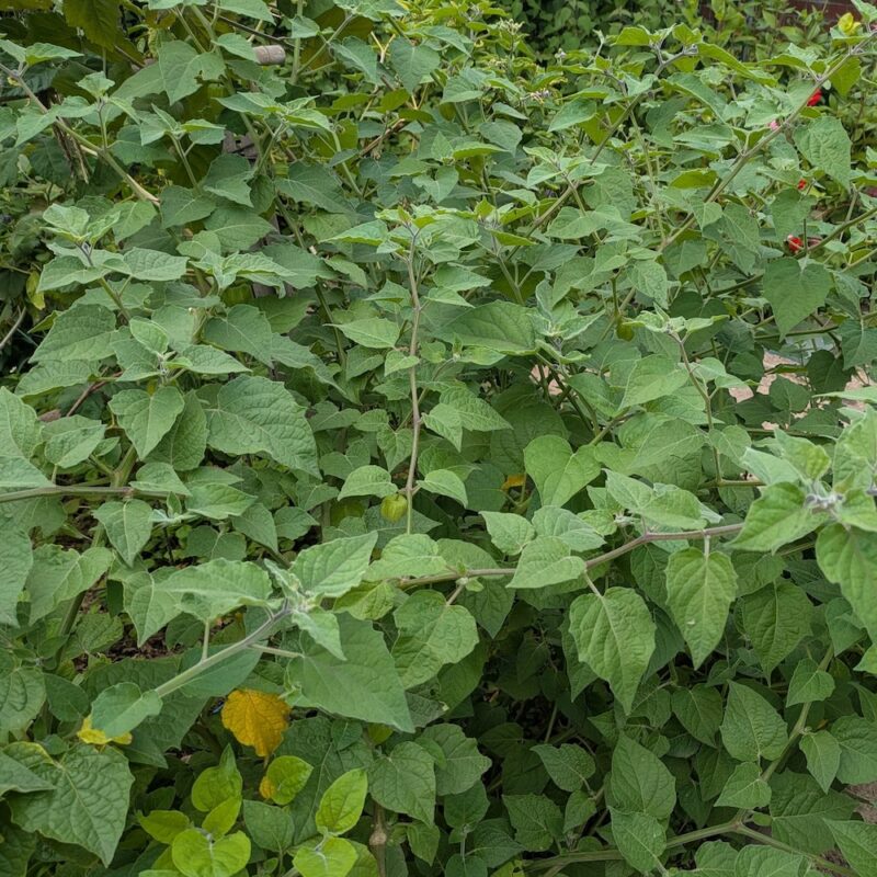 Inca Berry - Physalis peruviana - Kalamunda Plant Company
