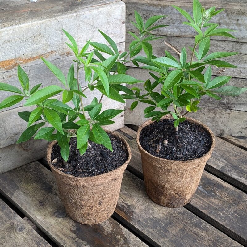 Ashitaba - Angelica keiskei koidzumi - Kalamunda Plant Company