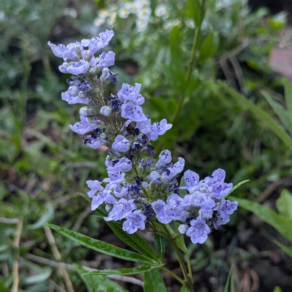 Chaste Tree - Vitex agnus-castus - Kalamunda Plant Company