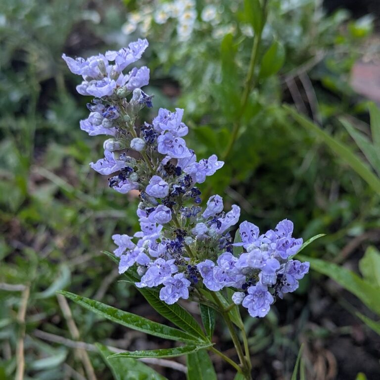 Chaste Tree - Vitex agnus-castus - Kalamunda Plant Company