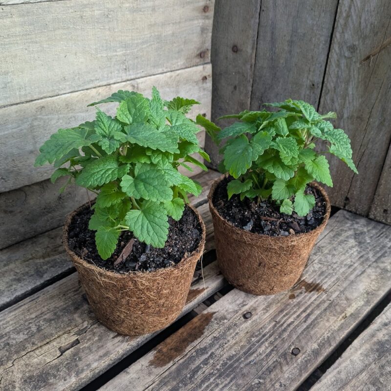 Lemon Catnip - Nepeta cataria ‘Citriodora’ - Kalamunda Plant Company