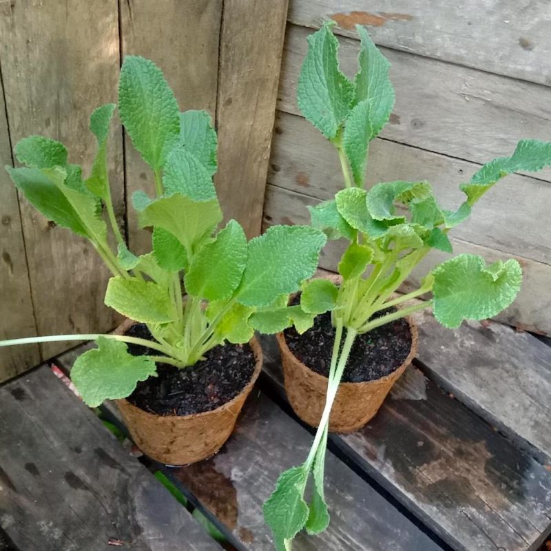 Borage White - Borago officinalis alba - Kalamunda Plant Company