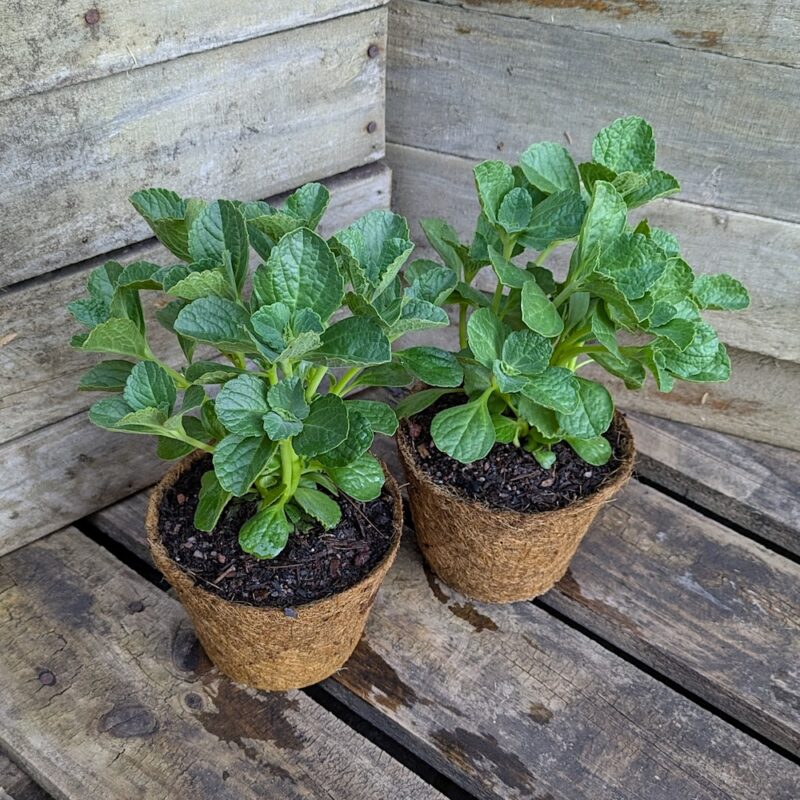 Ashitaba - Angelica keiskei koidzumi - Kalamunda Plant Company