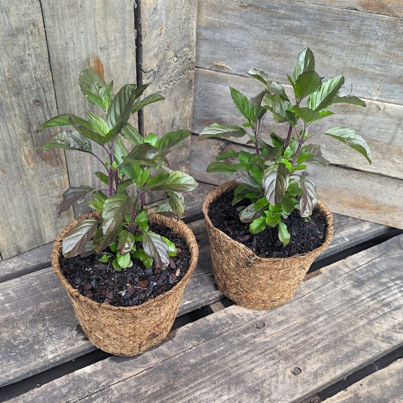 Holy Basil - Ocimum tenuiflorum - Kalamunda Plant Company