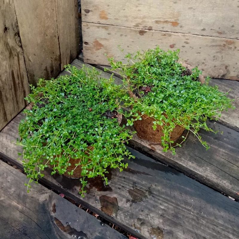 Thyme 'Creeping White' - Thymus serpyllum ‘Albus’ - Kalamunda Plant Company