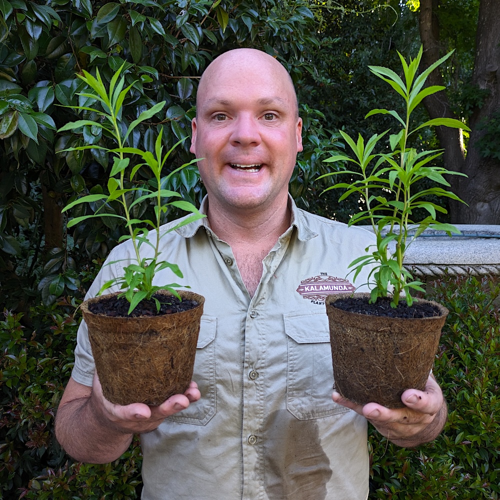 Goldenrod Solidago Canadensis Kalamunda Plant Company Goldenrod Solidago Canadensis Kalamunda Plant Company