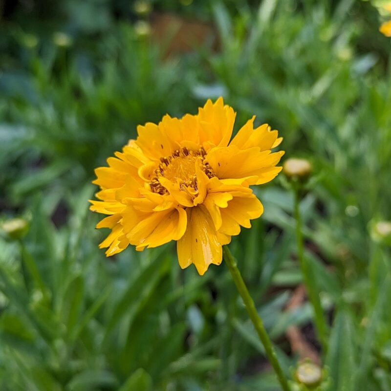 Sabrina Hahn Plants Archives - Kalamunda Plant Company
