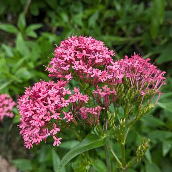 Sabrina Hahn Plants Archives - Kalamunda Plant Company