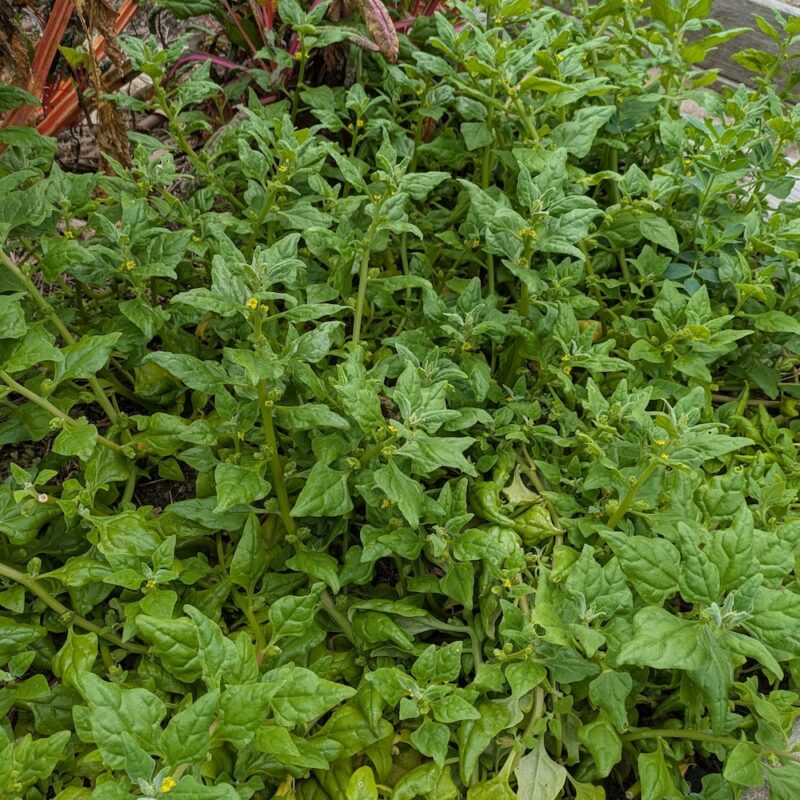 Warrigal Greens - Tetragonia tetragonoides - Kalamunda Plant Company