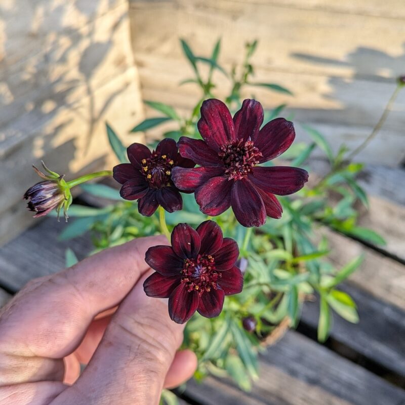 Sabrina Hahn Plants Archives - Kalamunda Plant Company