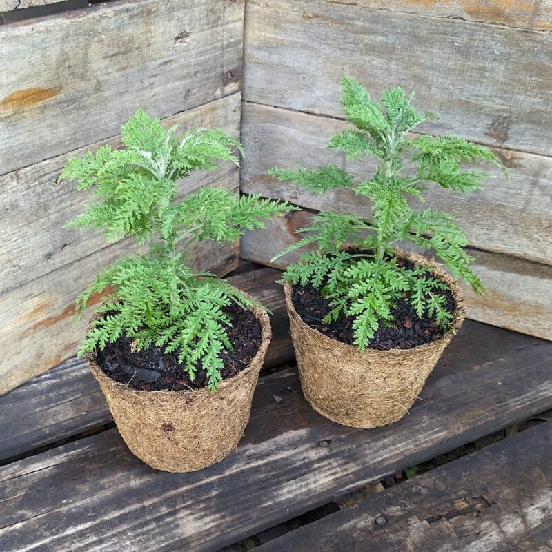 Roman Wormwood - Artemisia pontica - Kalamunda Plant Company