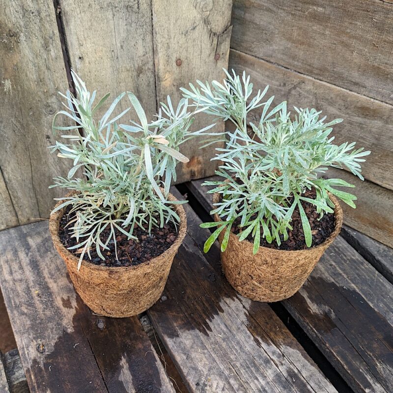 Tree Wormwood - Artemisia arborescens - Kalamunda Plant Company