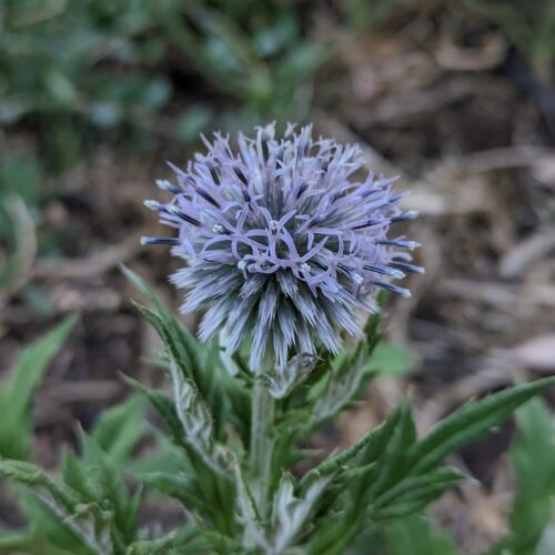 Sabrina Hahn Plants Archives - Kalamunda Plant Company
