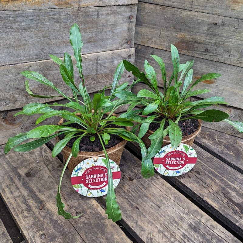 Sabrina Hahn Plants Archives - Kalamunda Plant Company