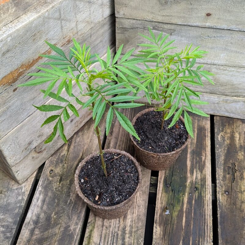 Southern Cone Marigold - Tagetes minuta - Kalamunda Plant Company