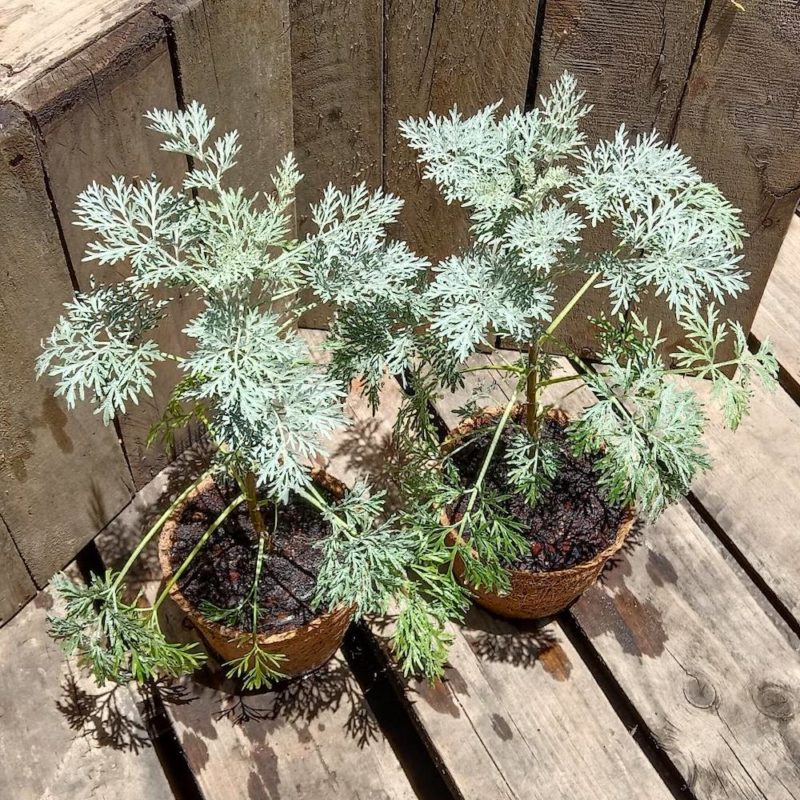 Powis Castle Wormwood