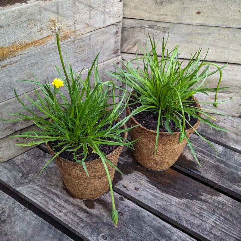Yam Daisy - Microseris lanceolata - Kalamunda Plant Company