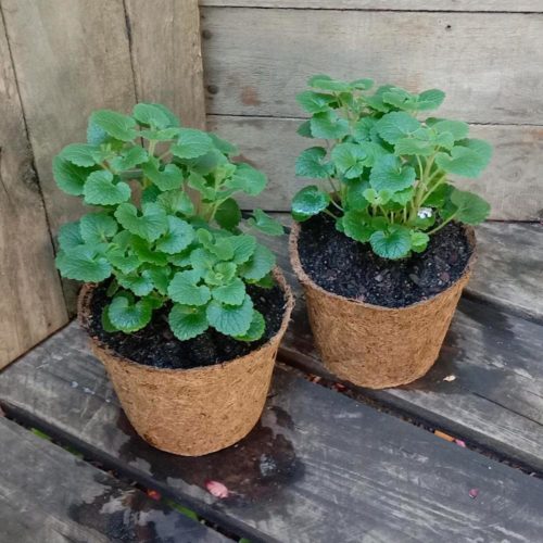 Alehoof - Glechoma hederacea - Kalamunda Plant Company