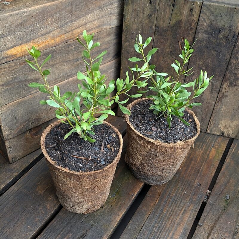 Maroon Bush - Scaevola spinescens - Kalamunda Plant Company