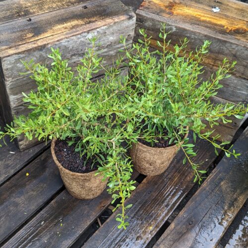 Maroon Bush - Scaevola spinescens - Kalamunda Plant Company