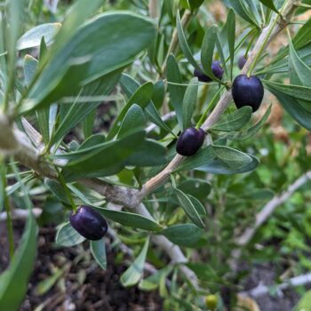 Maroon Bush - Scaevola spinescens - Kalamunda Plant Company