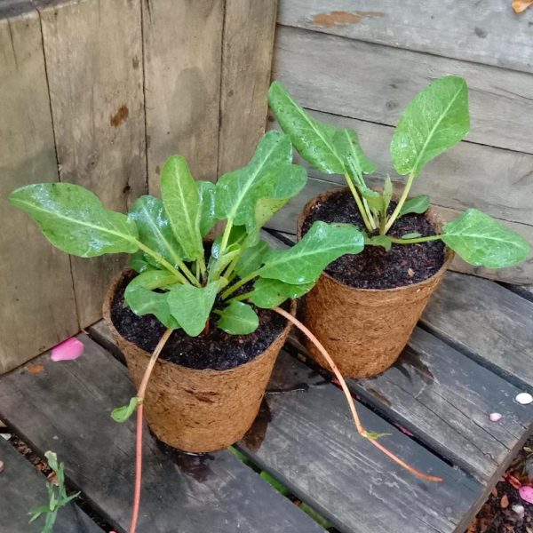Yerba mansa - Anemopsis californica - Kalamunda Plant Company