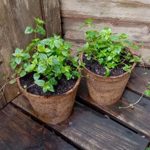 Native River Mint - Mentha australis - Kalamunda Plant Company