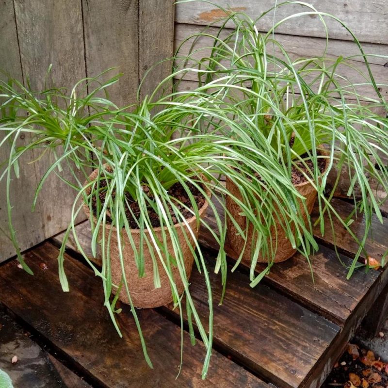 Stamnagathi - Cichorium spinosum - Kalamunda Plant Company
