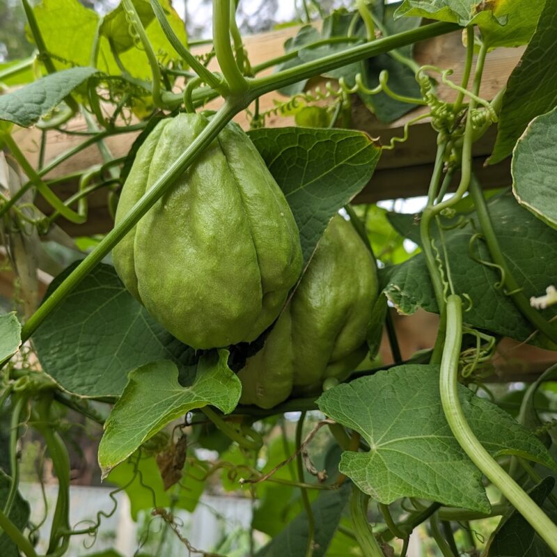 Vegetables Archives - Kalamunda Plant Company