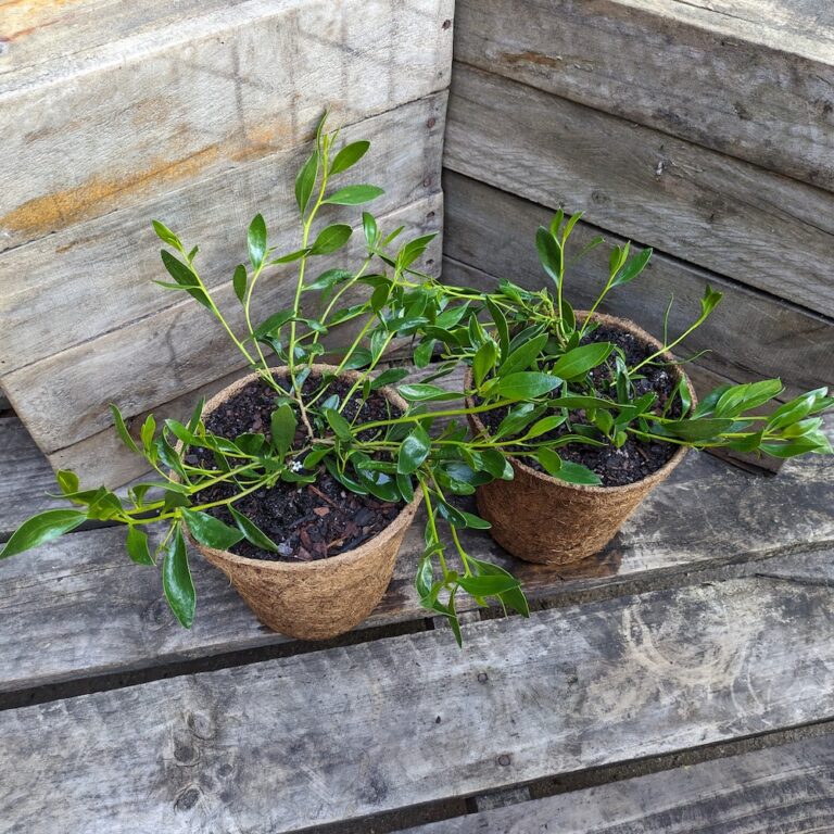 Boobialla - Myoporum insulare 'Prostrate' - Kalamunda Plant Company