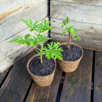 Geranium 'Citronella' - Pelargonium citrosum - Kalamunda Plant Company