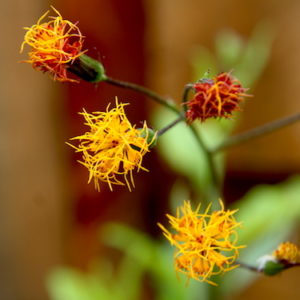 Kalamunda Plant Company – Medicinal, Culinary and Bush Food Plants