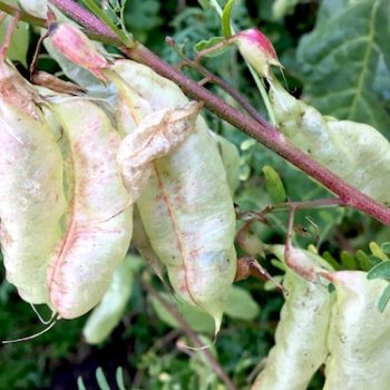 Cancer Bush - Sutherlandia frutescens - Kalamunda Plant Company