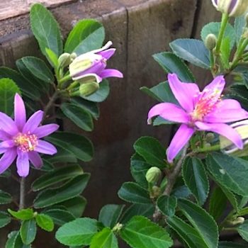 Crossberry - Grewia occidentalis - Kalamunda Plant Company