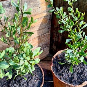 Birds, bees and insects. Archives - Kalamunda Plant Company