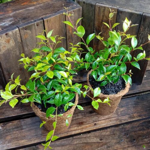 Blue Lilly Pilly - Syzygium oleosum - Kalamunda Plant Company