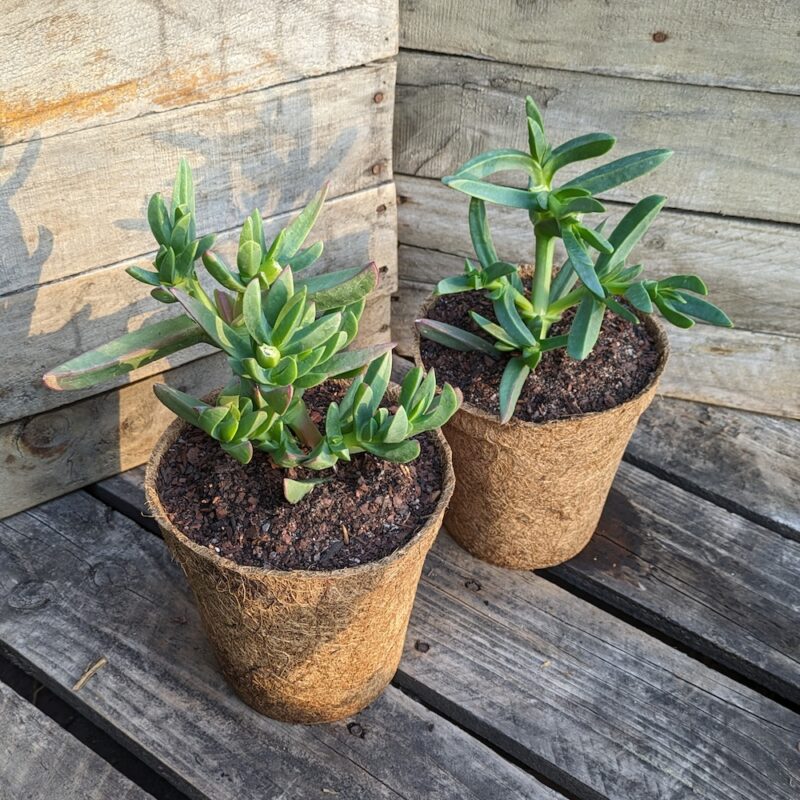 My Plants Archives - Page 2 of 8 - Kalamunda Plant Company