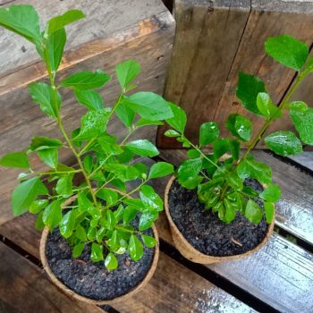 Crossberry - Grewia occidentalis - Kalamunda Plant Company