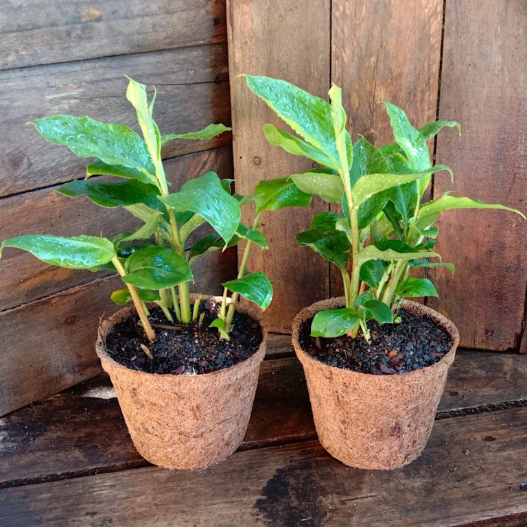 False Cardamom - Alpinia nutans - Kalamunda Plant Company