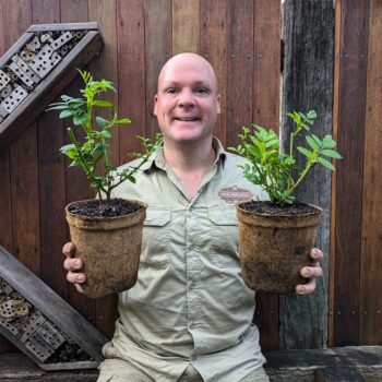 Atherton Raspberry - Rubus probus - Kalamunda Plant Company