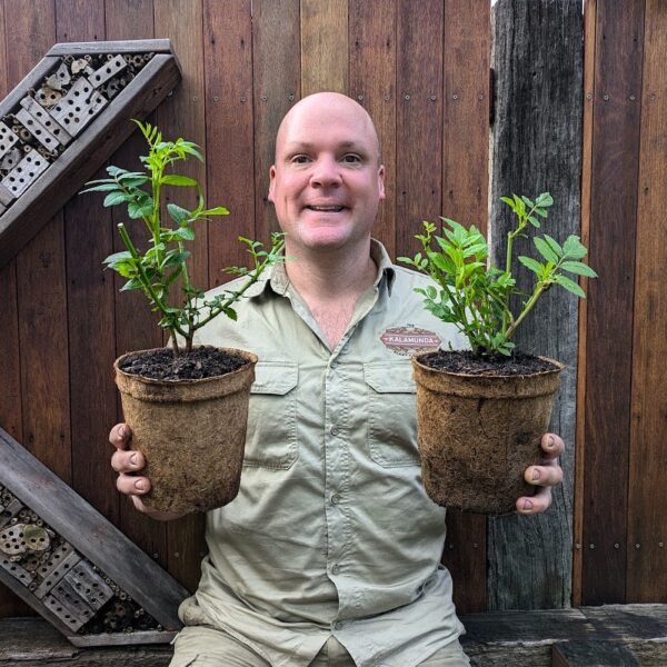 Atherton Raspberry - Rubus probus - Kalamunda Plant Company