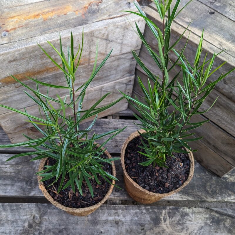 Native Apricot - Pittosporum angustifolium - Kalamunda Plant Company